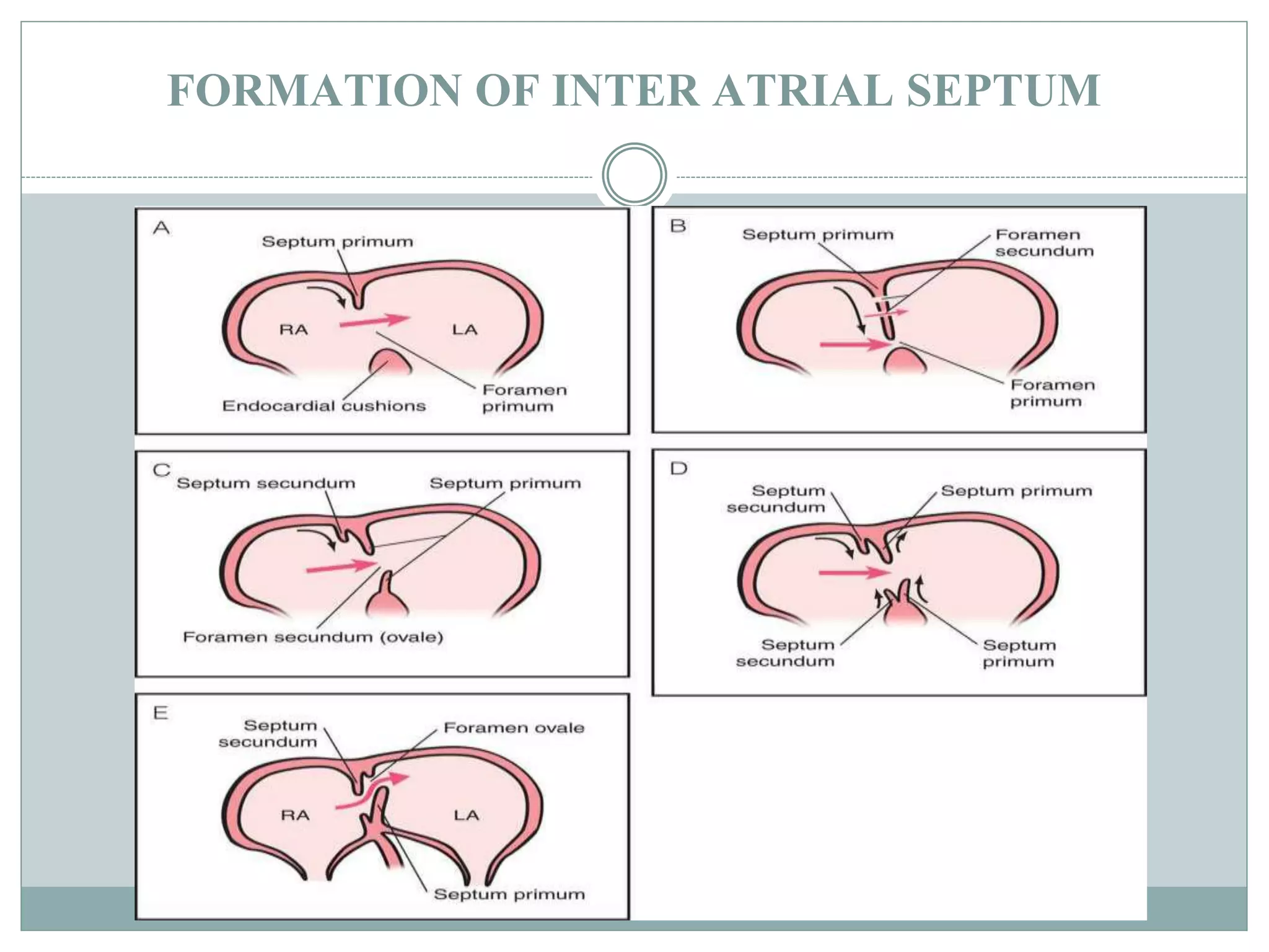 Development of heart and fetal circulation | PPTX