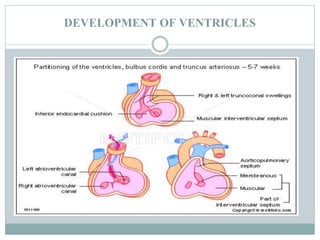 Development of heart and fetal circulation | PPTX