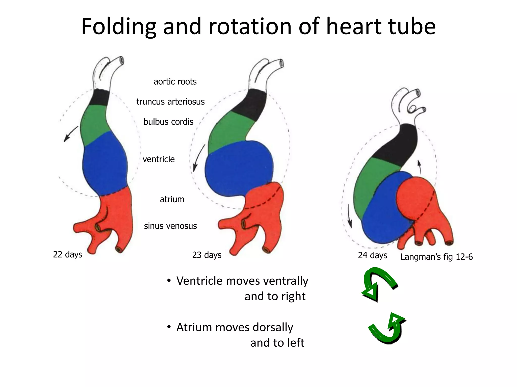 Development of heart ,,embryology,,virbhan | PPTX