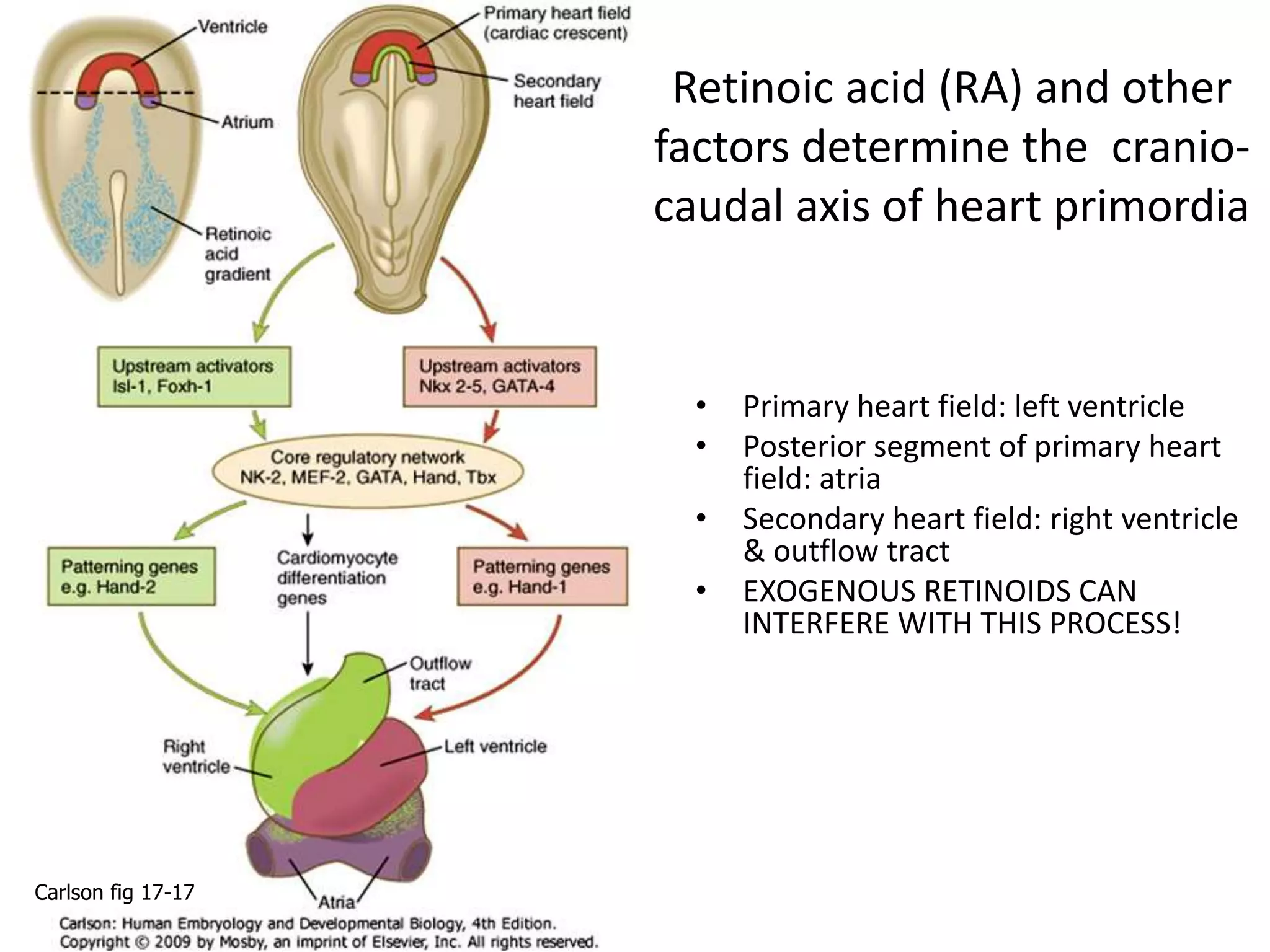 Development of heart ,,embryology,,virbhan | PPTX