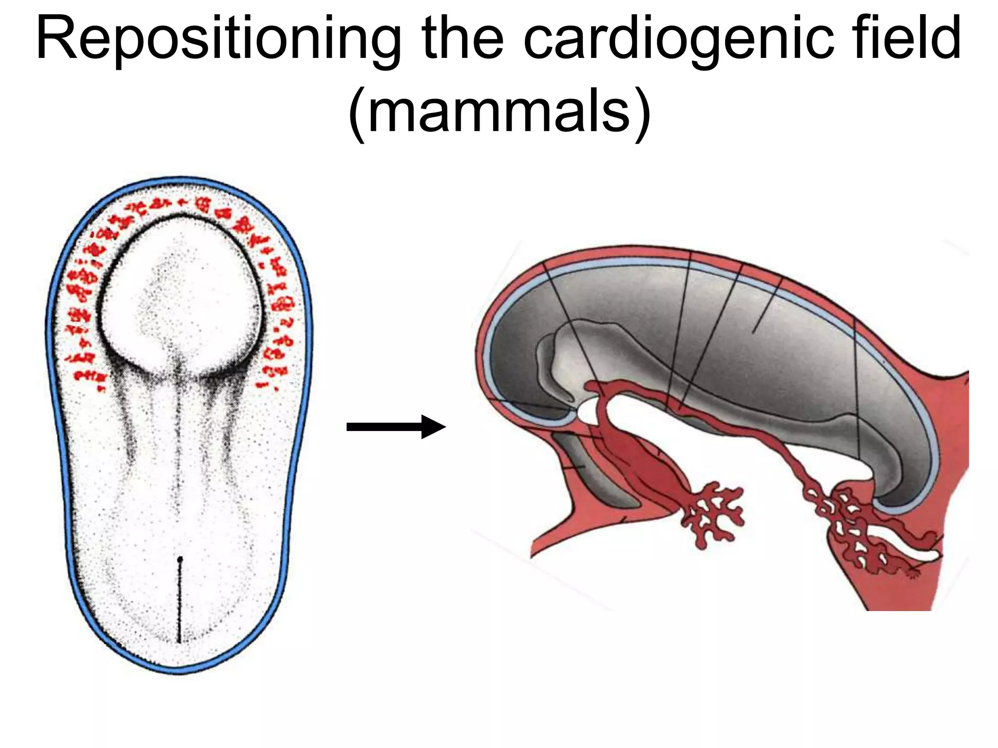 Development of heart ,,embryology,,virbhan | PPTX