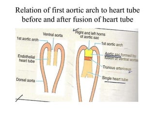Development of heart ,,embryology,,virbhan | PPTX