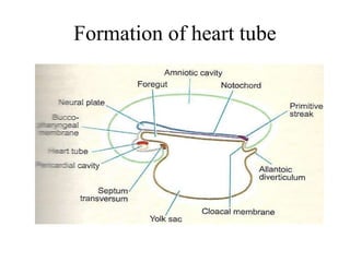 Development of heart ,,embryology,,virbhan | PPTX