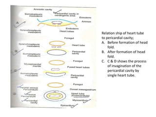 Development of heart ,,embryology,,virbhan | PPTX