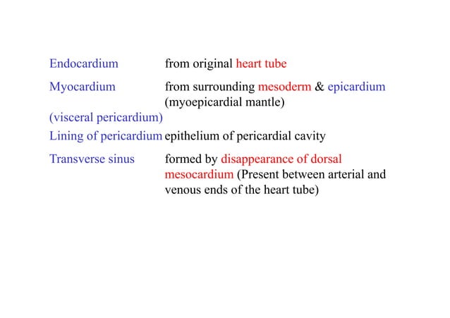 DEVELOPMENT OF HEART NOTES.pdf heart embryo | PPT