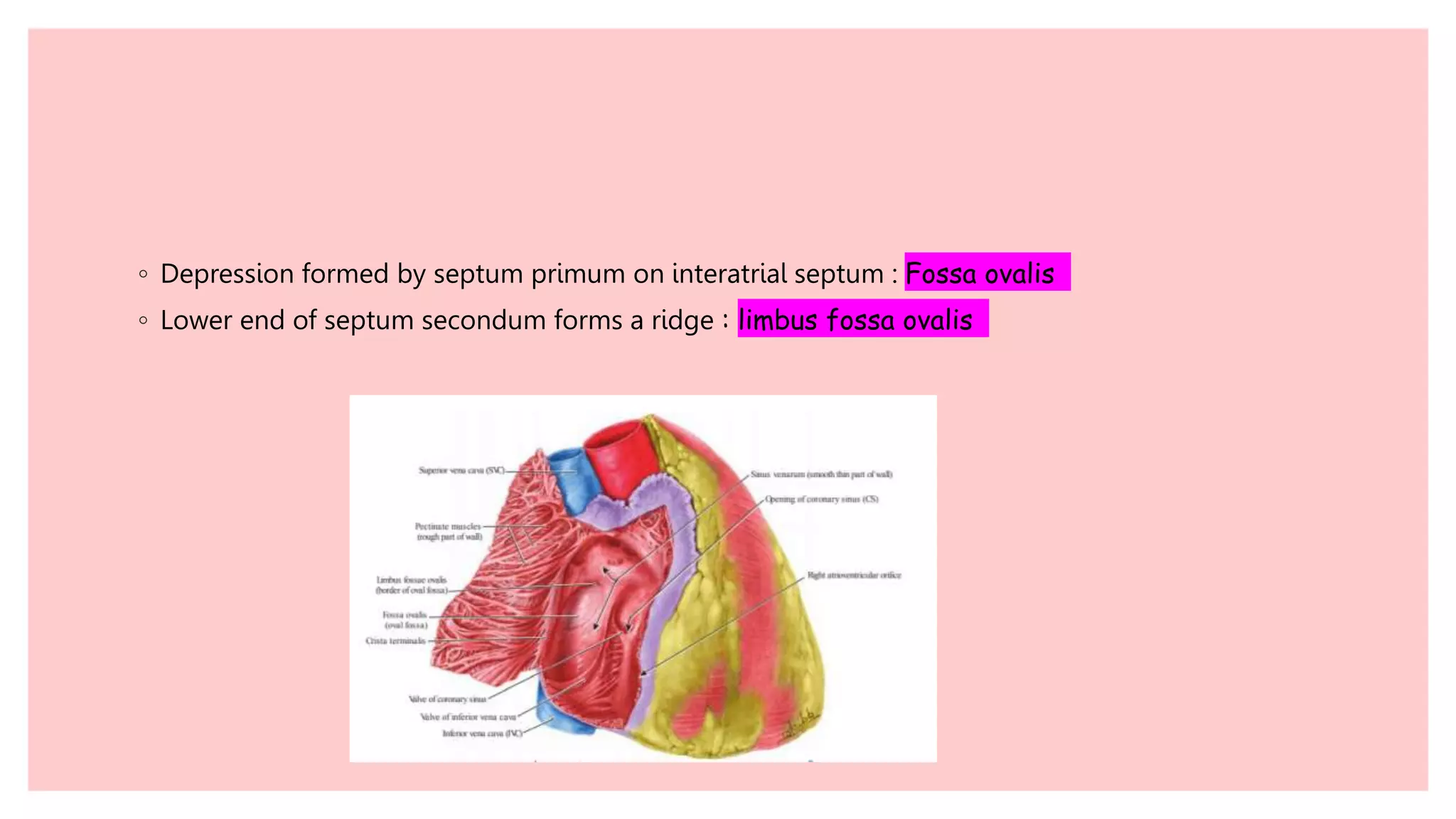 Development of heart – part 1 edited.pptx