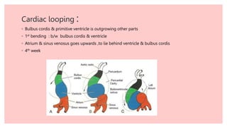 Development of heart – part 1 edited.pptx