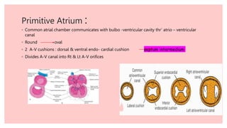 Development of heart – part 1 edited.pptx