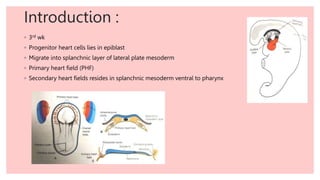 Development of heart – part 1 edited.pptx