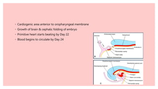 Development of heart – part 1 edited.pptx