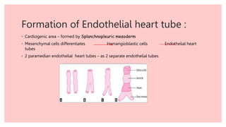 Development of heart – part 1 edited.pptx