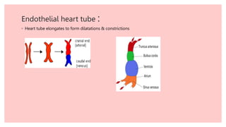 Development of heart – part 1 edited.pptx