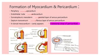 Development of heart – part 1 edited.pptx