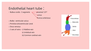 Development of heart – part 1 edited.pptx