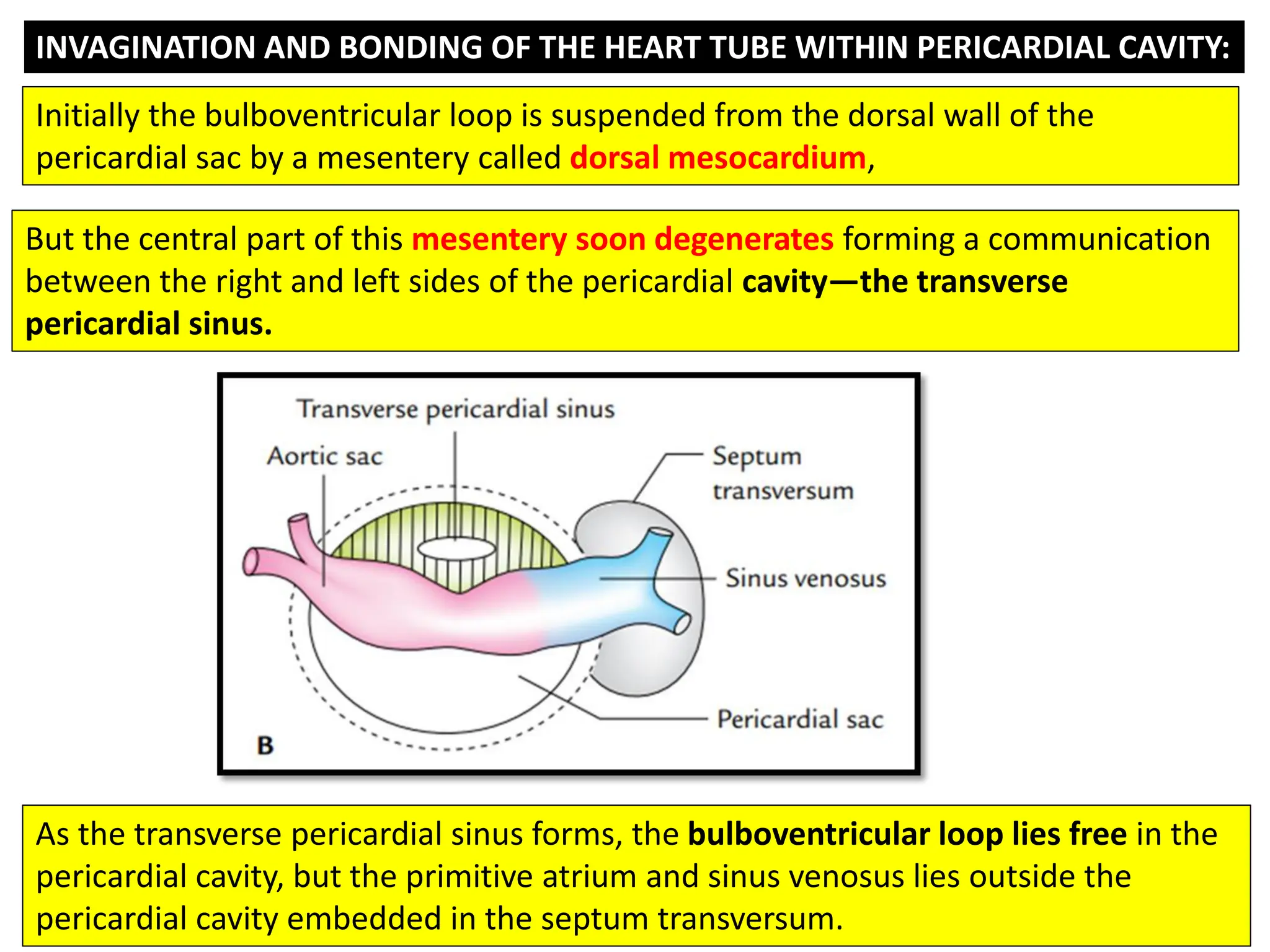 development of heart and it’s clinical abnormal | PDF | Heart and ...