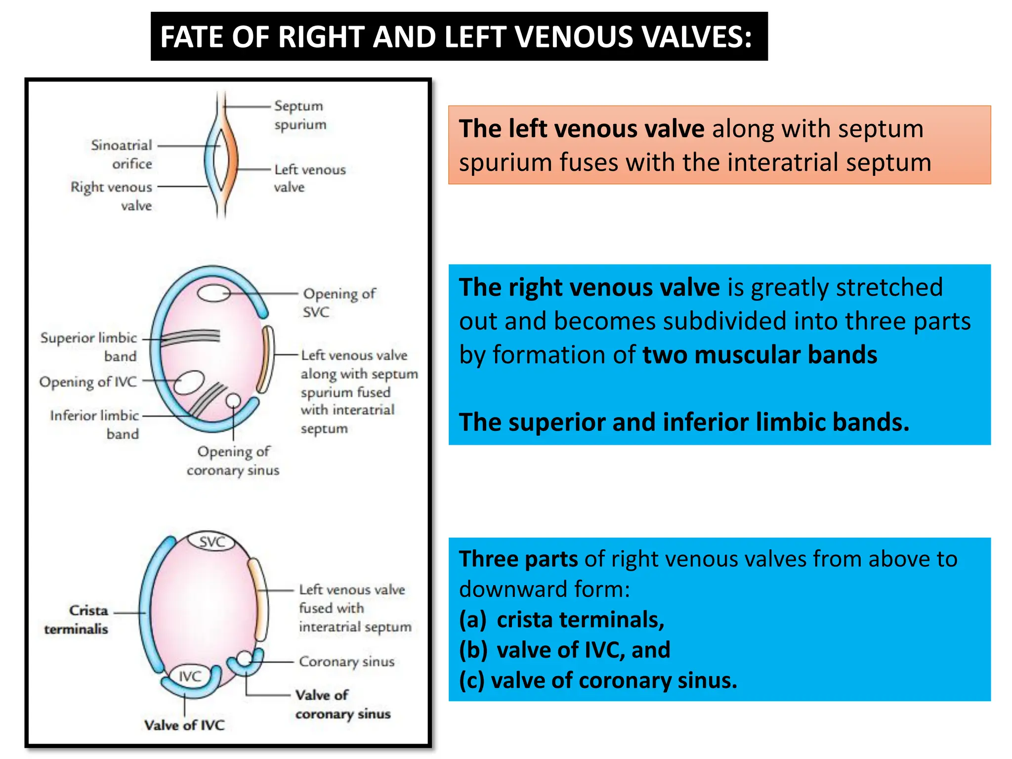 development of heart and it’s clinical abnormal | PDF
