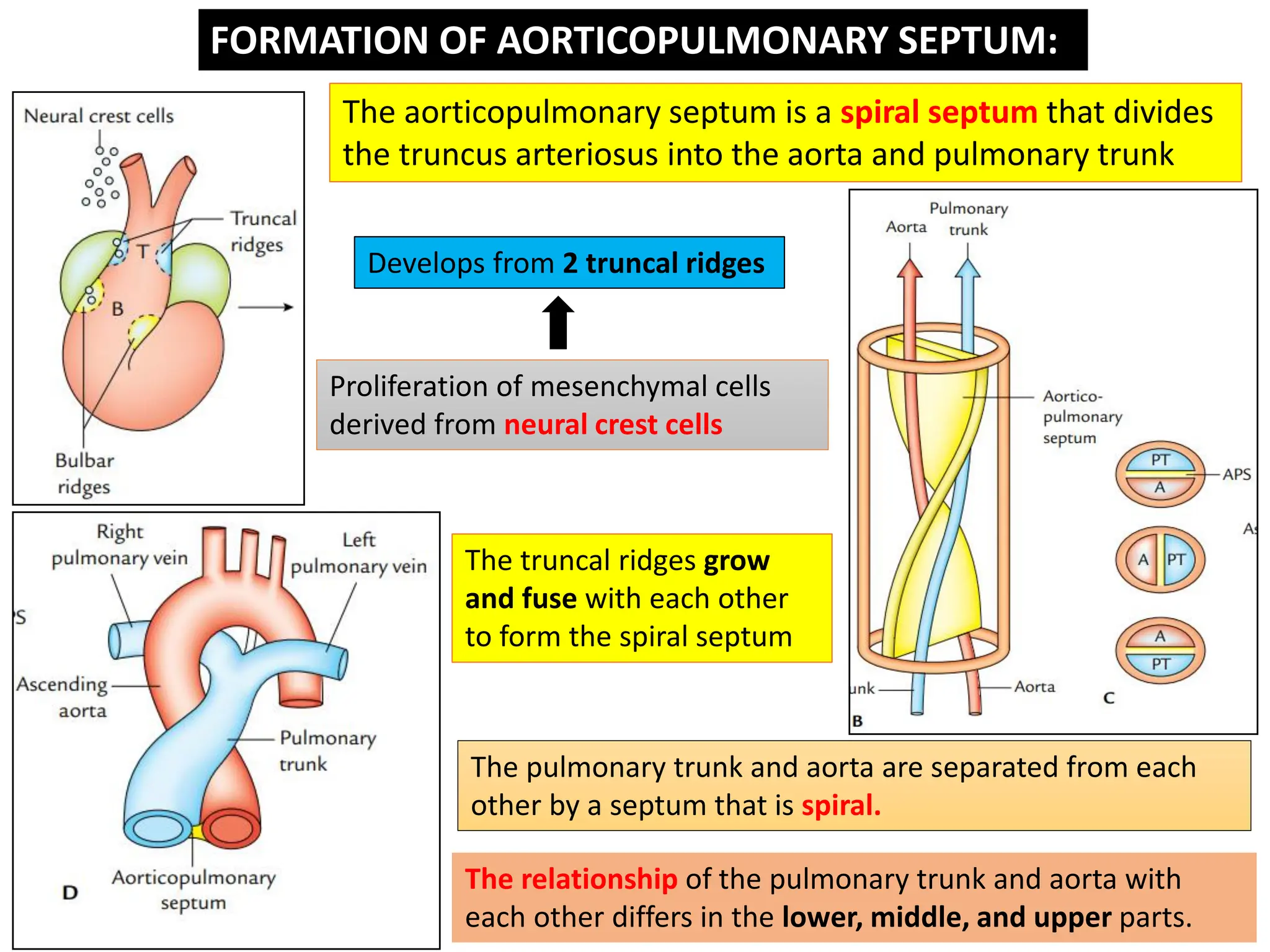 development of heart and it’s clinical abnormal | PDF