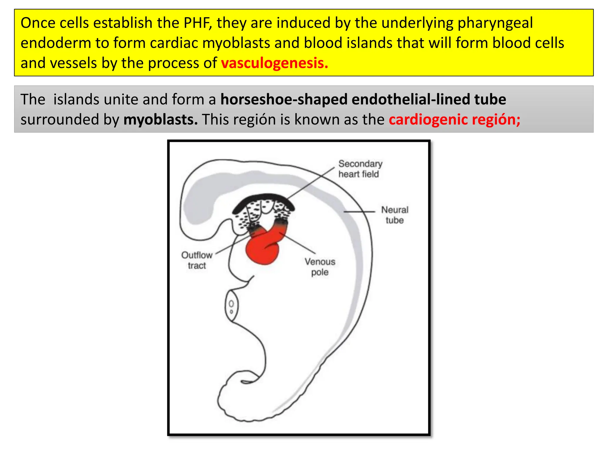 development of heart and it’s clinical abnormal | PDF