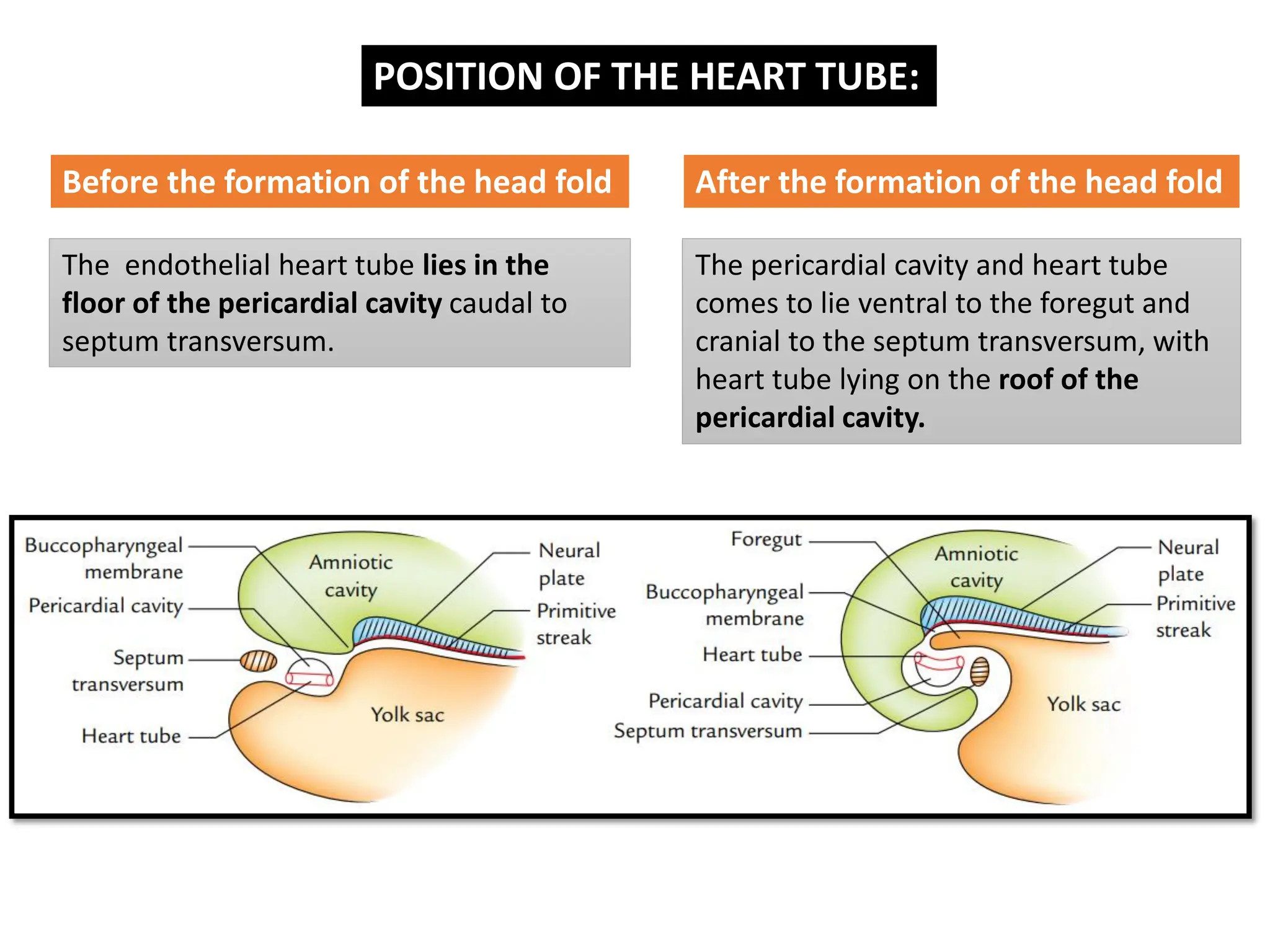 development of heart and it’s clinical abnormal | PDF