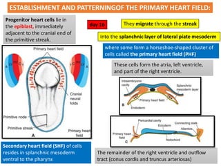 development of heart and it’s clinical abnormal | PDF