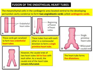 development of heart and it’s clinical abnormal | PDF