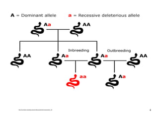 Development of inbreeding and relationship under selection | PPT