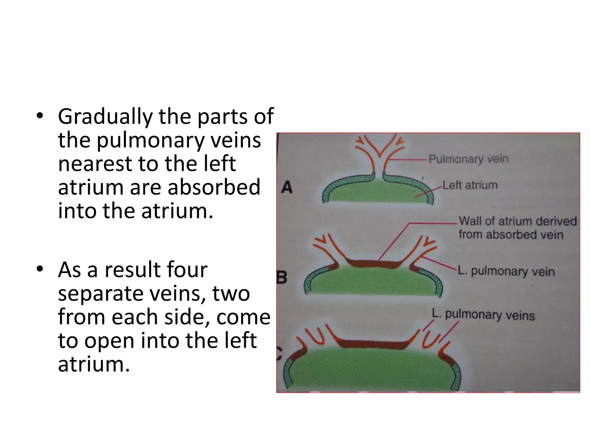 Development of inf venacava and pulmonary veins | PDF