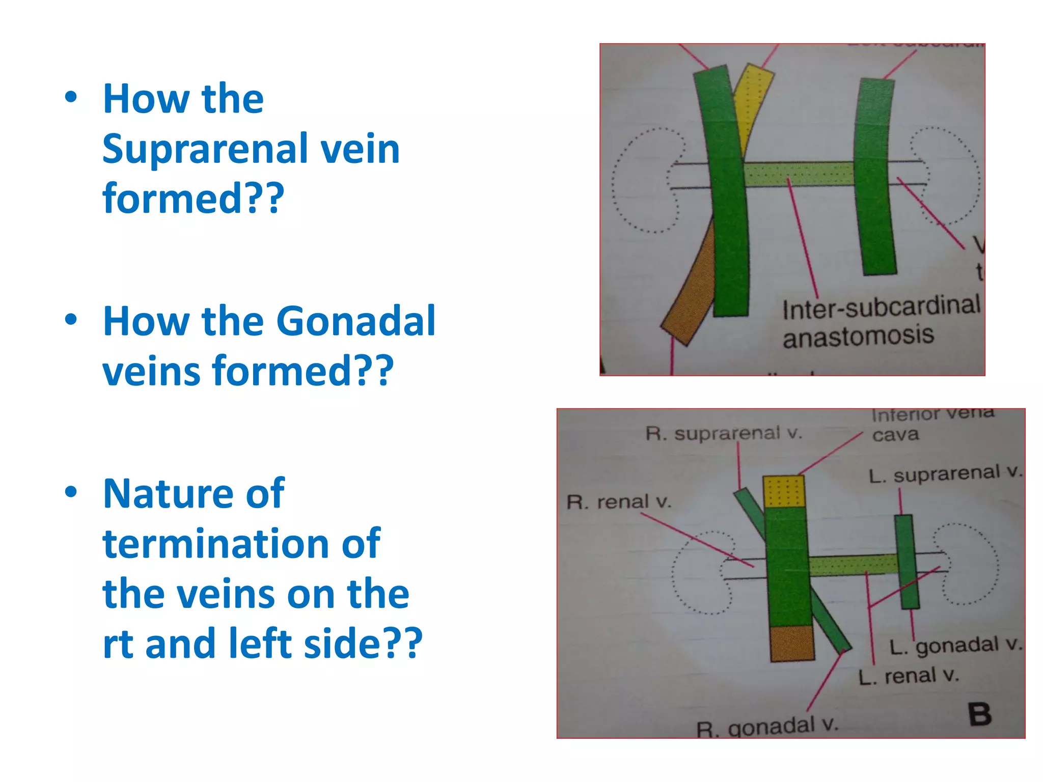 Development of inf venacava and pulmonary veins | PDF