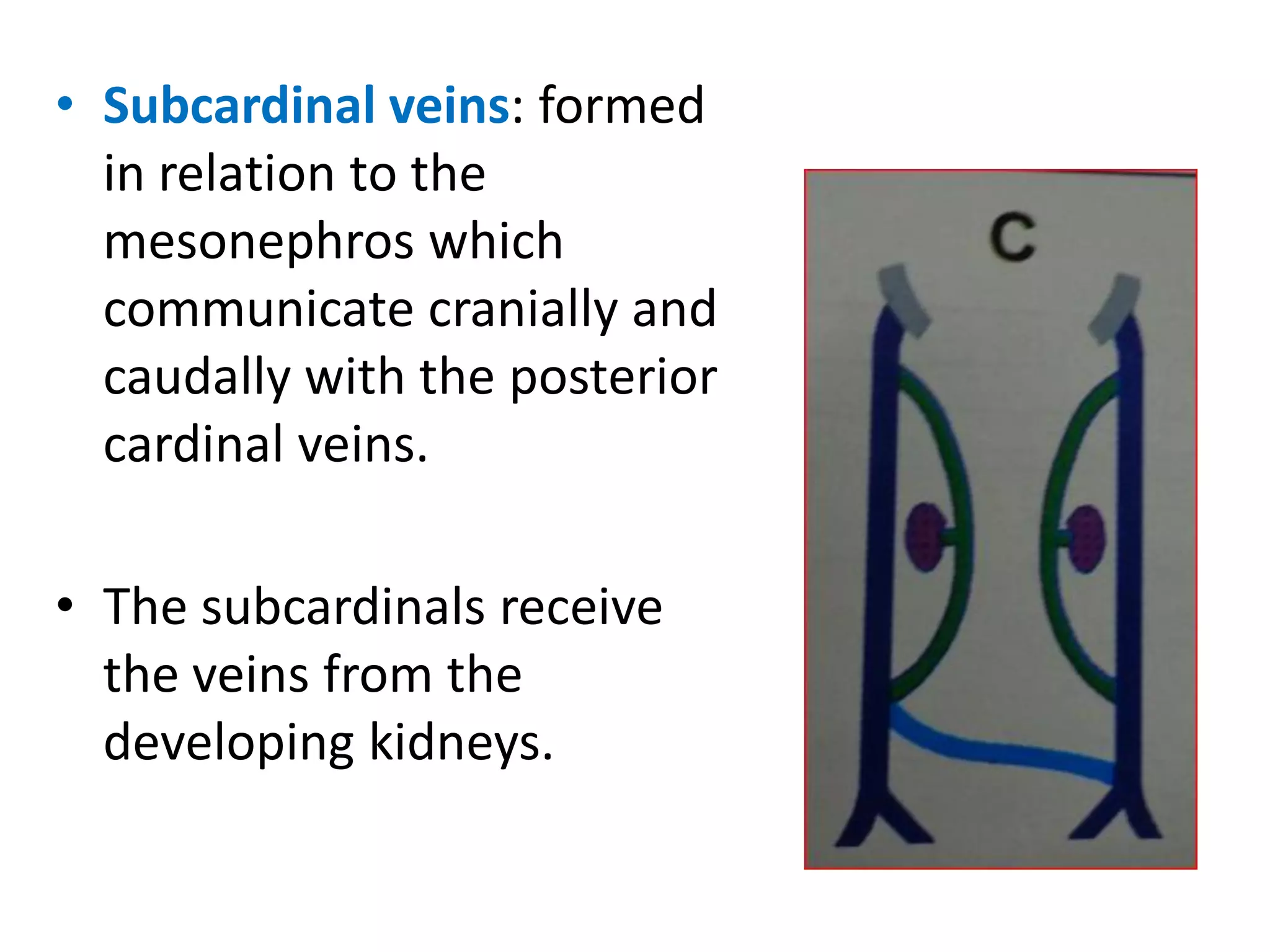Development of inf venacava and pulmonary veins | PDF
