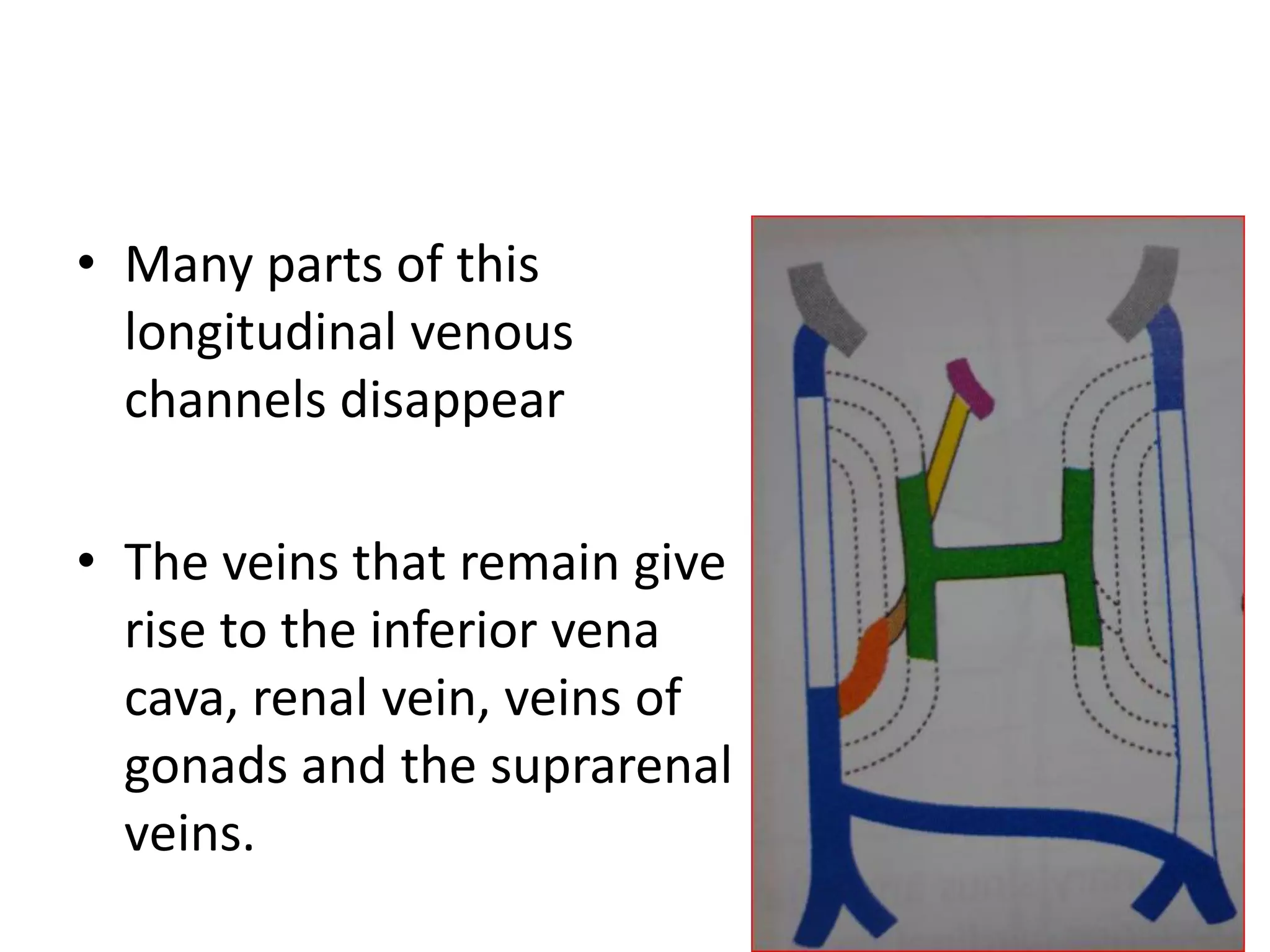 Development of inf venacava and pulmonary veins | PDF