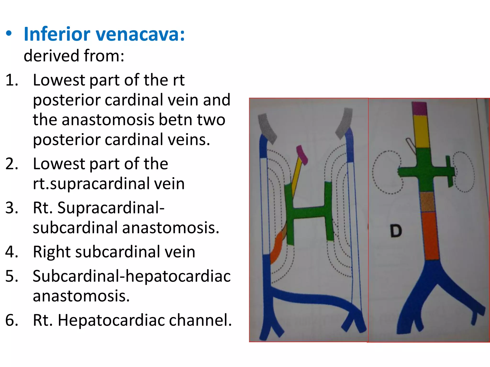 Development of inf venacava and pulmonary veins | PDF