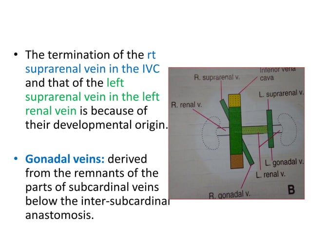 Development of inf venacava and pulmonary veins | PDF