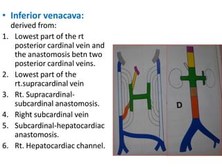 Development of inf venacava and pulmonary veins | PDF