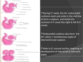DEVELOPMENT OF INTERATRIAL AND INTERVENTRICULAR SEPTUM DR HIMANSHU.pptx