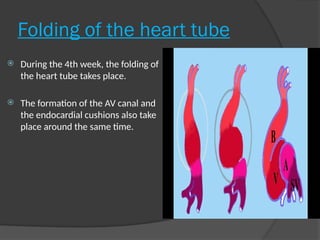 DEVELOPMENT OF INTERATRIAL AND INTERVENTRICULAR SEPTUM DR HIMANSHU.pptx