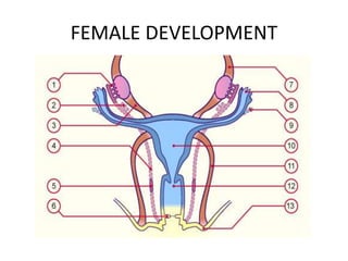 DEVELOPMENT OF INTERNAL GENITALIA.pptx