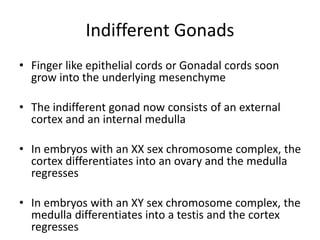 DEVELOPMENT OF INTERNAL GENITALIA.pptx | Pregnancy | Reproductive Health
