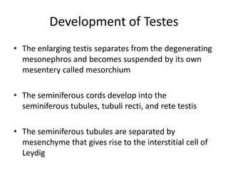 DEVELOPMENT OF INTERNAL GENITALIA.pptx