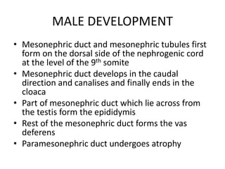 DEVELOPMENT OF INTERNAL GENITALIA.pptx