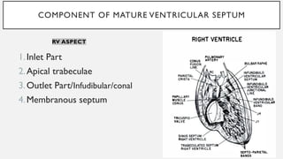 Development of Interventricular septum.pptx