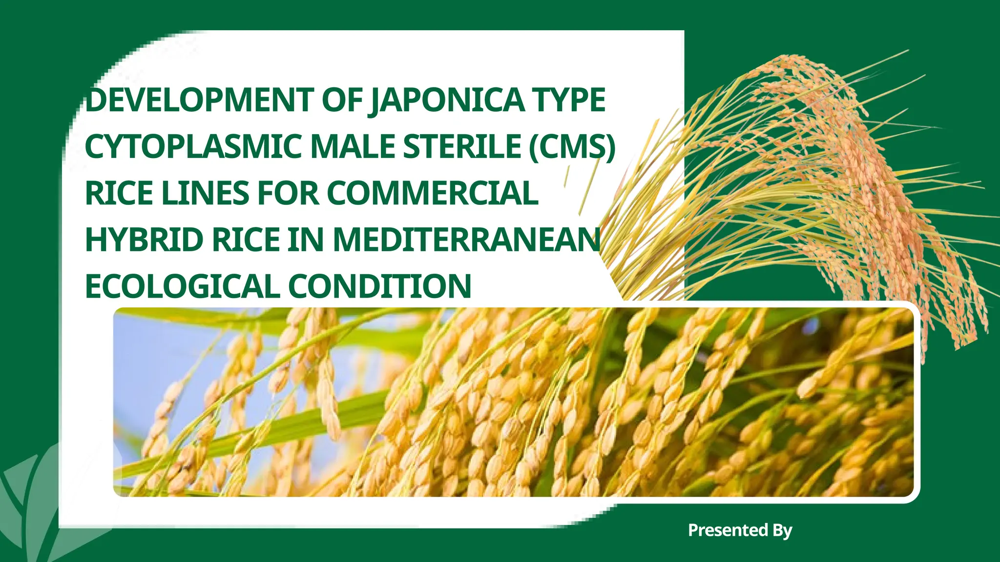 DEVELOPMENT OF JAPONICA TYPE CYTOPLASMIC MALE STERILE (CMS) RICE LINES ...