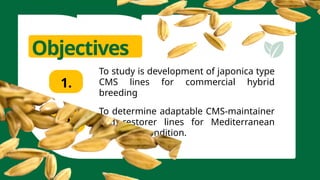 DEVELOPMENT OF JAPONICA TYPE CYTOPLASMIC MALE STERILE (CMS) RICE LINES ...