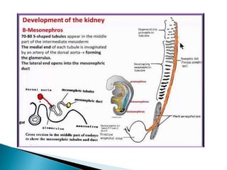 Development of kidney | PPTX