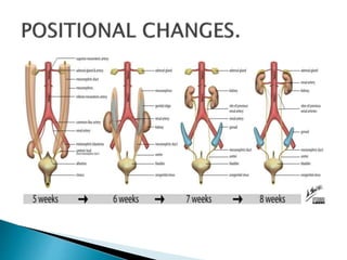 Development of kidney | PPTX
