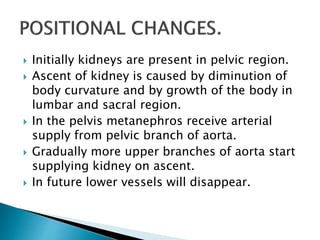 Development of kidney | PPTX