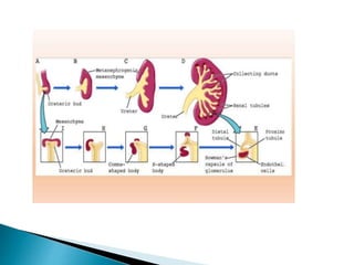 Development of kidney | PPTX