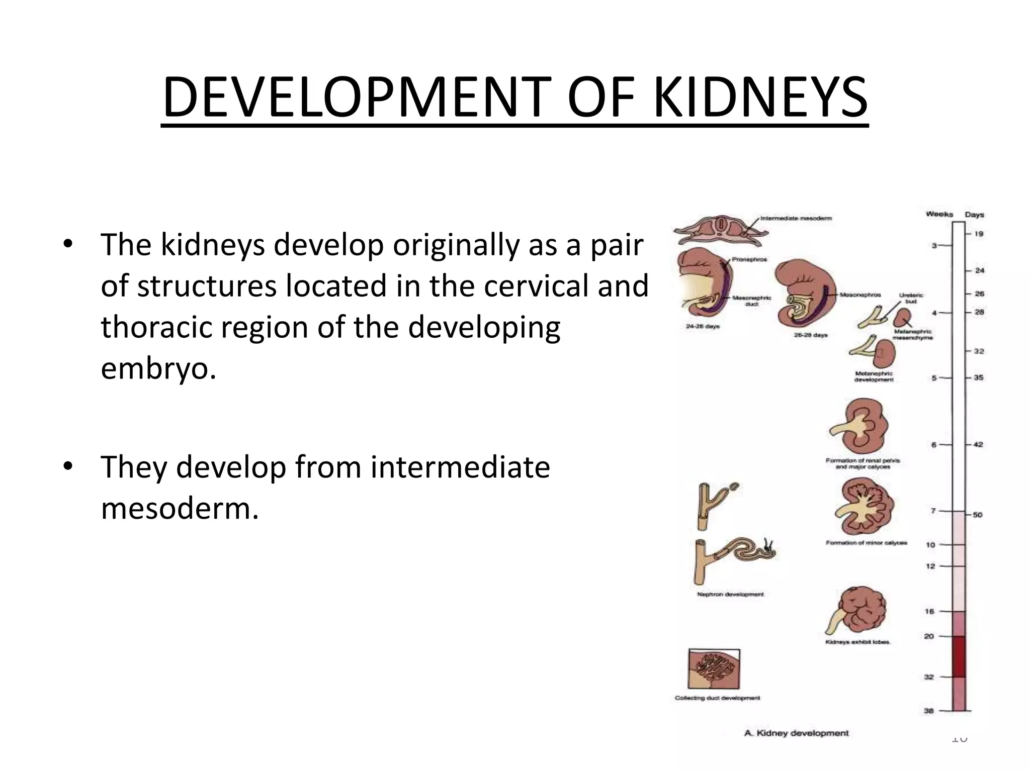 Development of kidney & its anomalies | PPTX