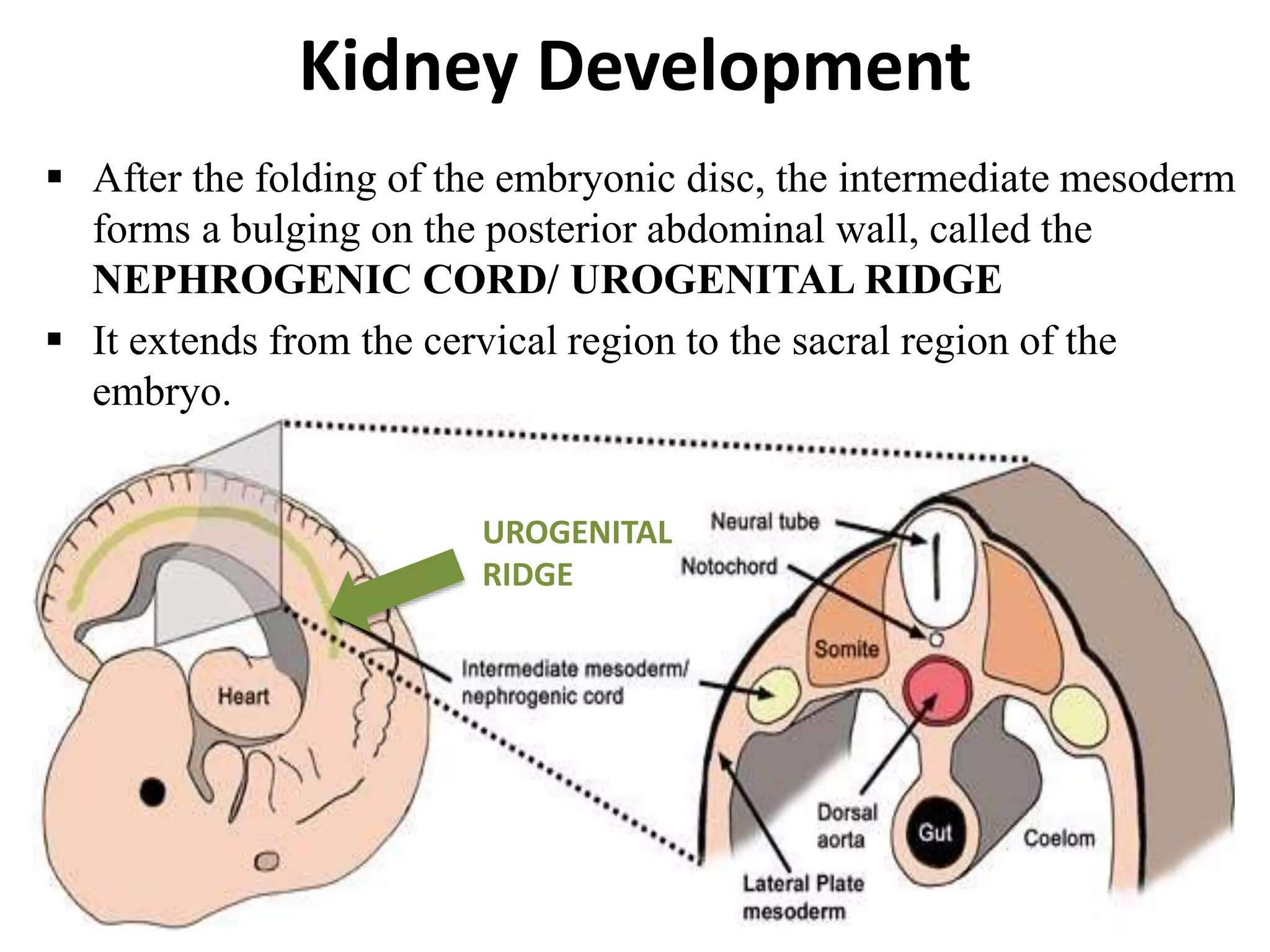 Development of kidney & its anomalies | PPTX