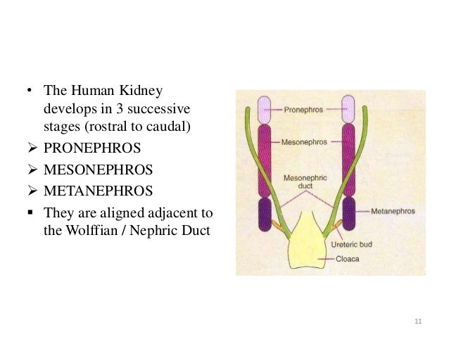 Development of kidney & its anomalies