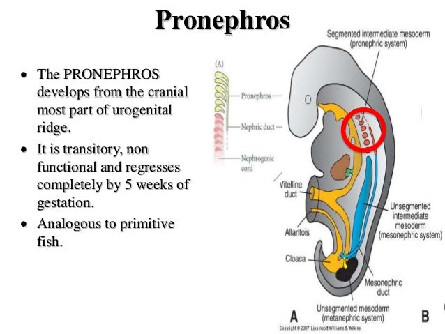 Development of kidney & its anomalies